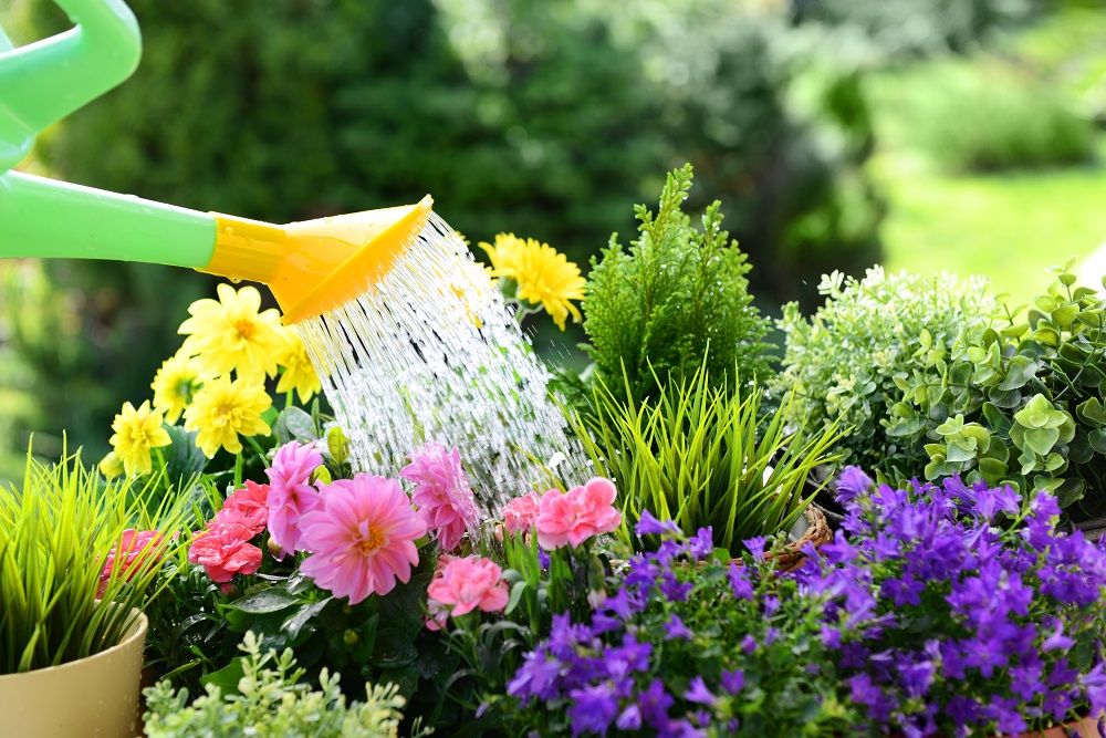 Signs Of Overwatering Your Plants - Scientific Plant Service Signs Of Overwatering Your Plants - Scientific Plant Service