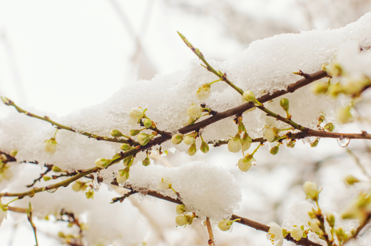Snow Cover on Trees and Shrubs: When and How to Remove It - Scientific ...