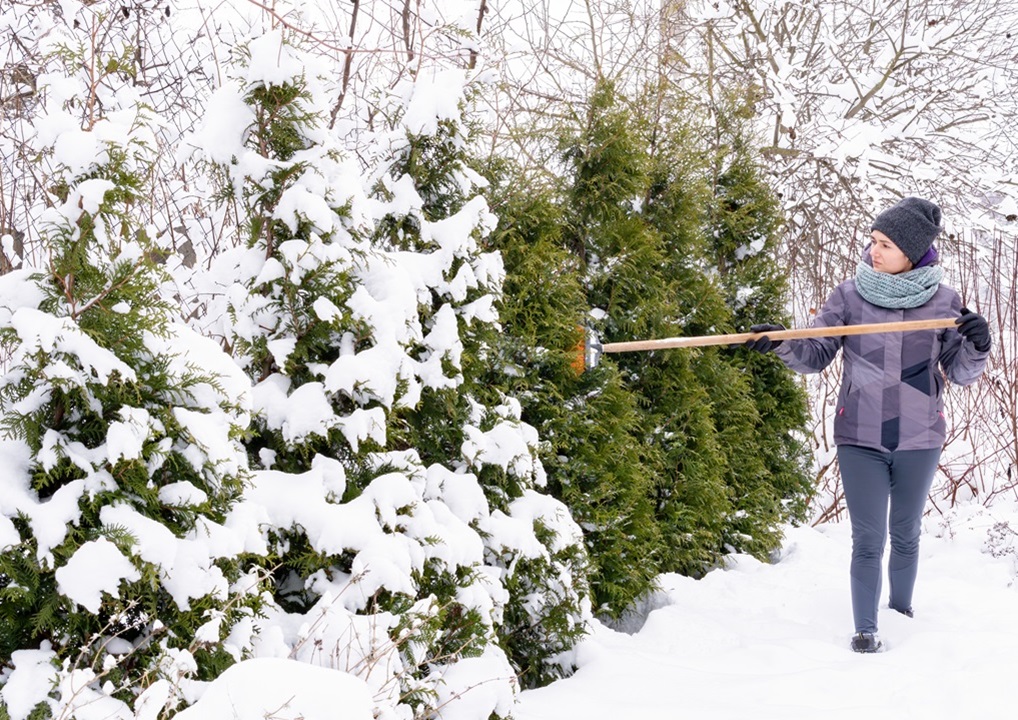 How Can You Keep Trees Healthy This Winter? - Scientific Plant Service