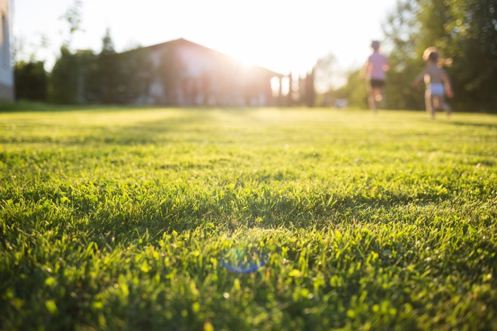 Lawn Care Service in Ferndale | Scientific Plant Service
